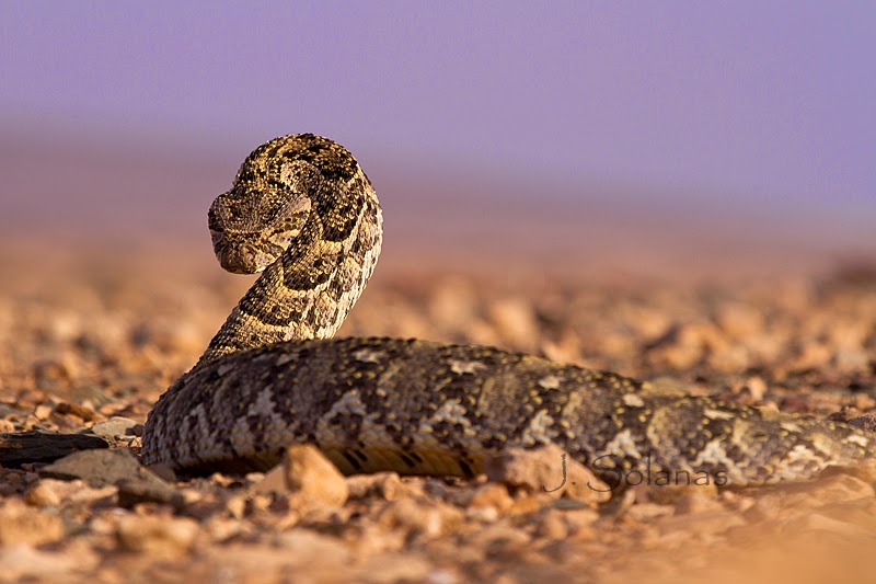 Jaime Solanas FOTOGRAFIA DE NATURALEZA: 2014-06-01