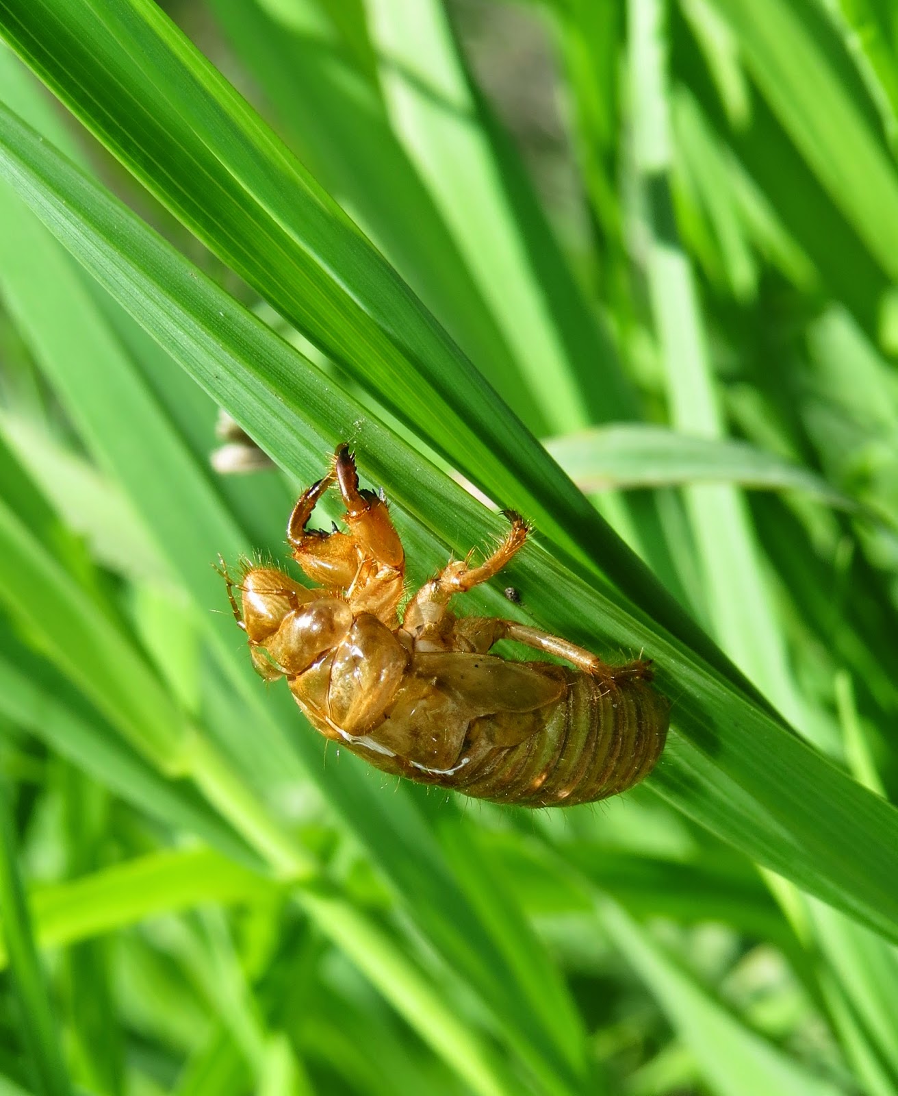 Bug Eric: Welcome to Brood IV (Periodical Cicadas)