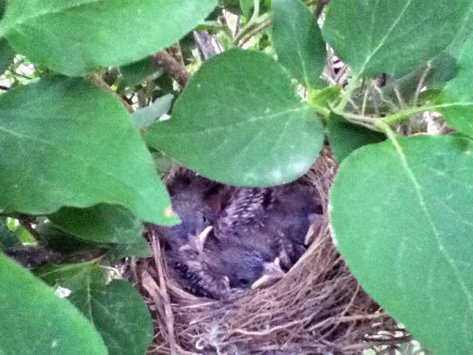 Mulberry Farm {:::}: Chipping Sparrow Nest
