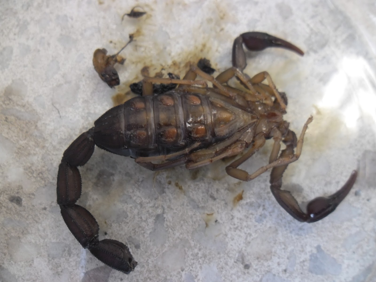 ZOOLOGÍA Y FISIOLOGÍA ANIMAL : PRACTICA LABORATORIO ESCORPION