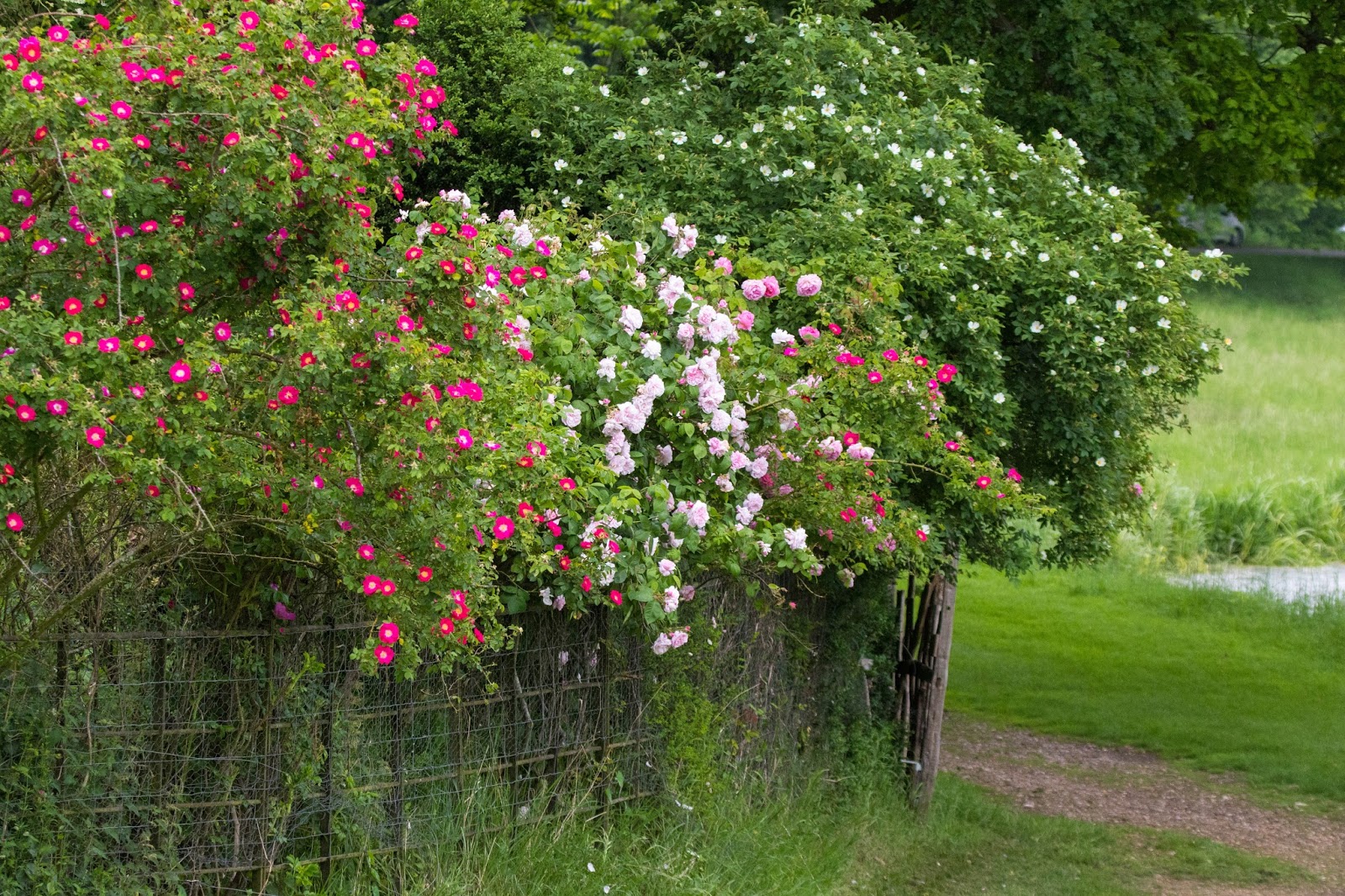 Escapes and Photography: An array of flowers and sweet smelling Roses ...