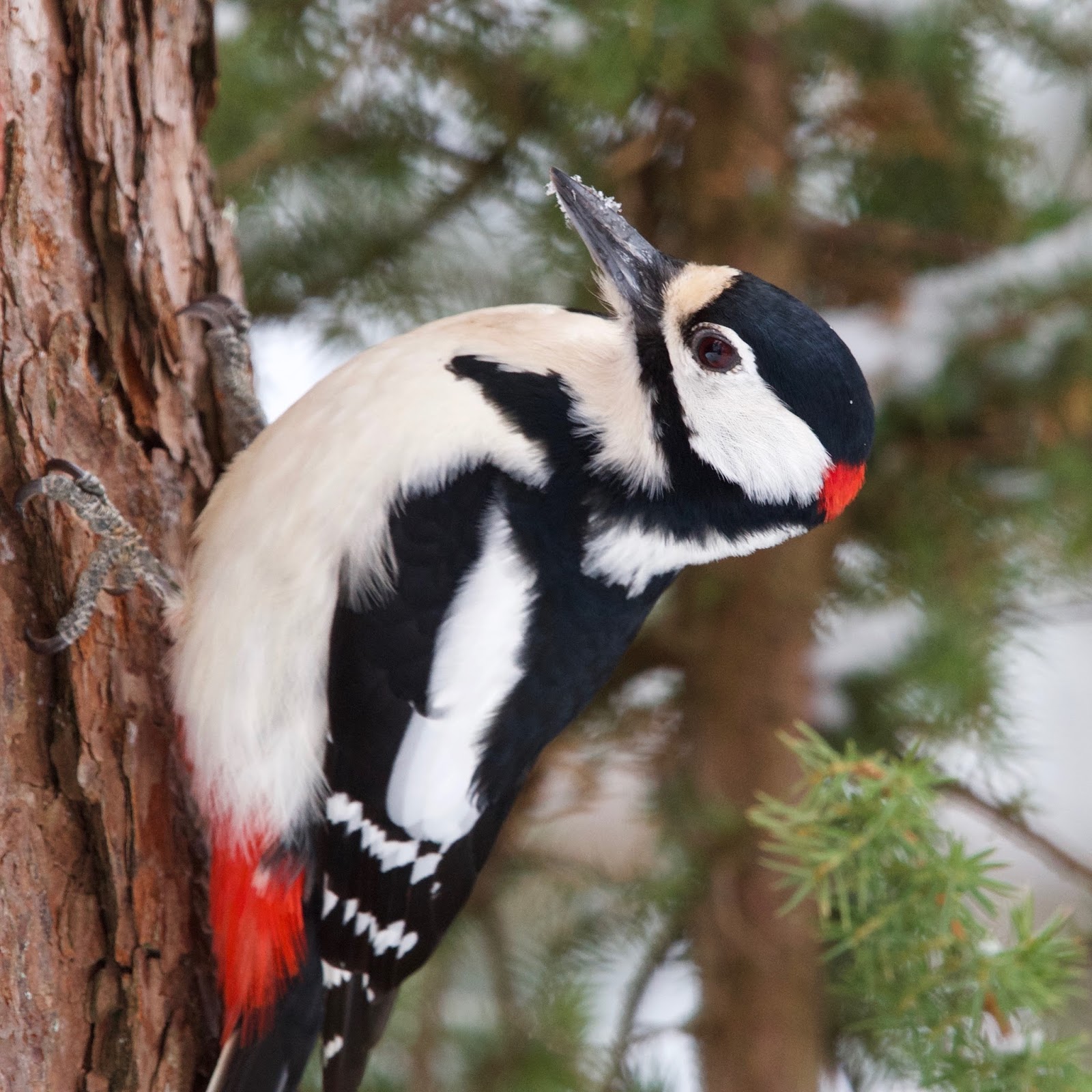 Naturfoto Einar Hugnes: Småfugler på foringa ved Dregsetsve