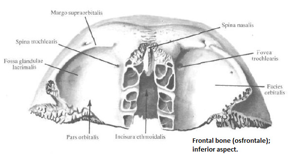 Medicine Conspectus: Frontalul (Os frontale). Neurocraniul.
