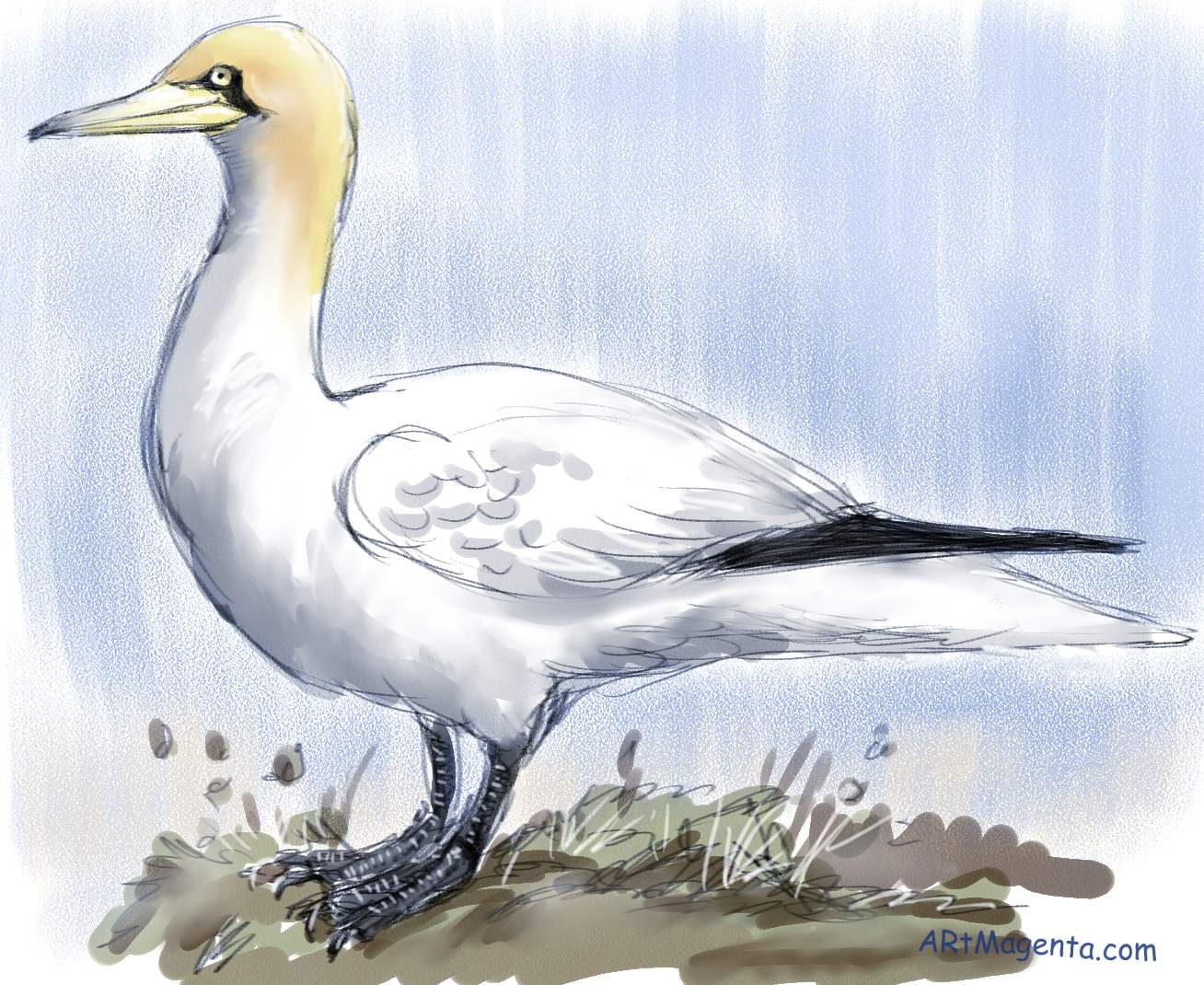 Birds: Gannet