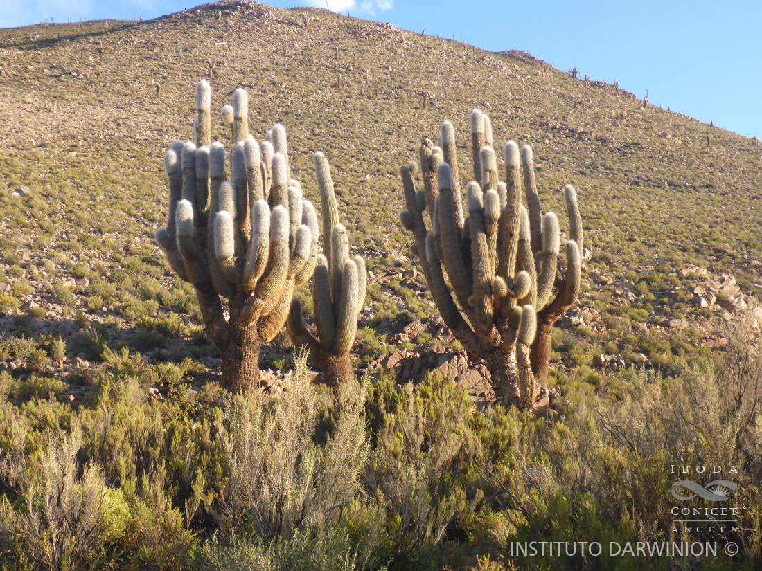 Argentina nativa: Pasacana (Trichocereus atacamensis)