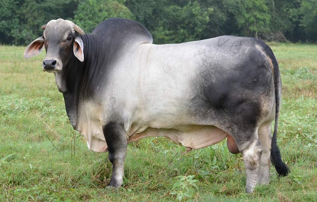 Bangsa-Bangsa Sapi India