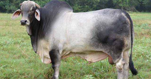 Bangsa-Bangsa Sapi India