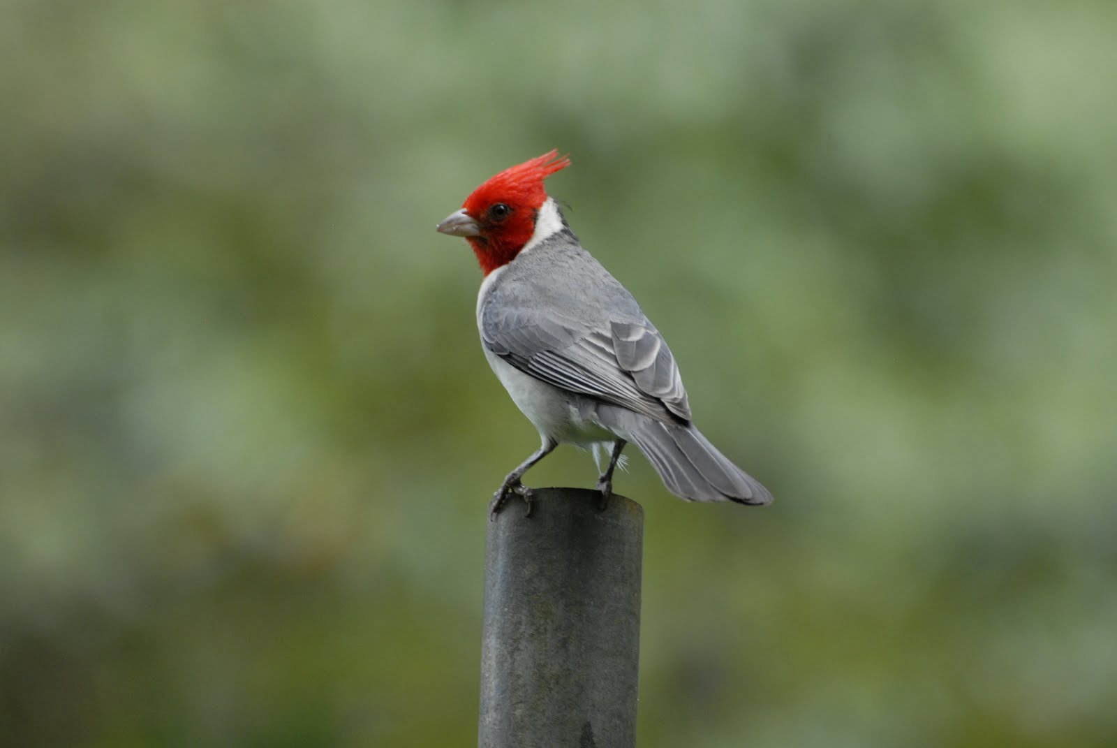Savoring Servant: Birds on Oahu