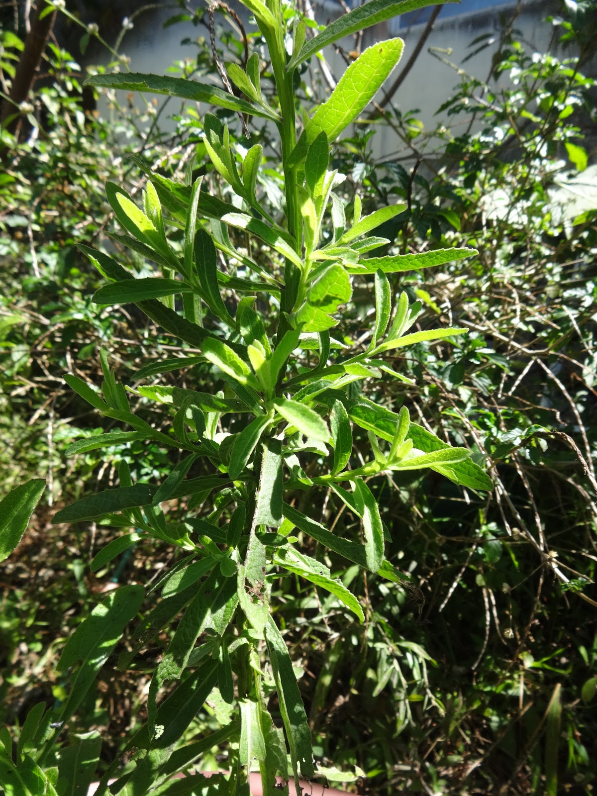 Herbs from Distant Lands: Laggera alata - Winged-Stem Laggera, Liu Leng ...