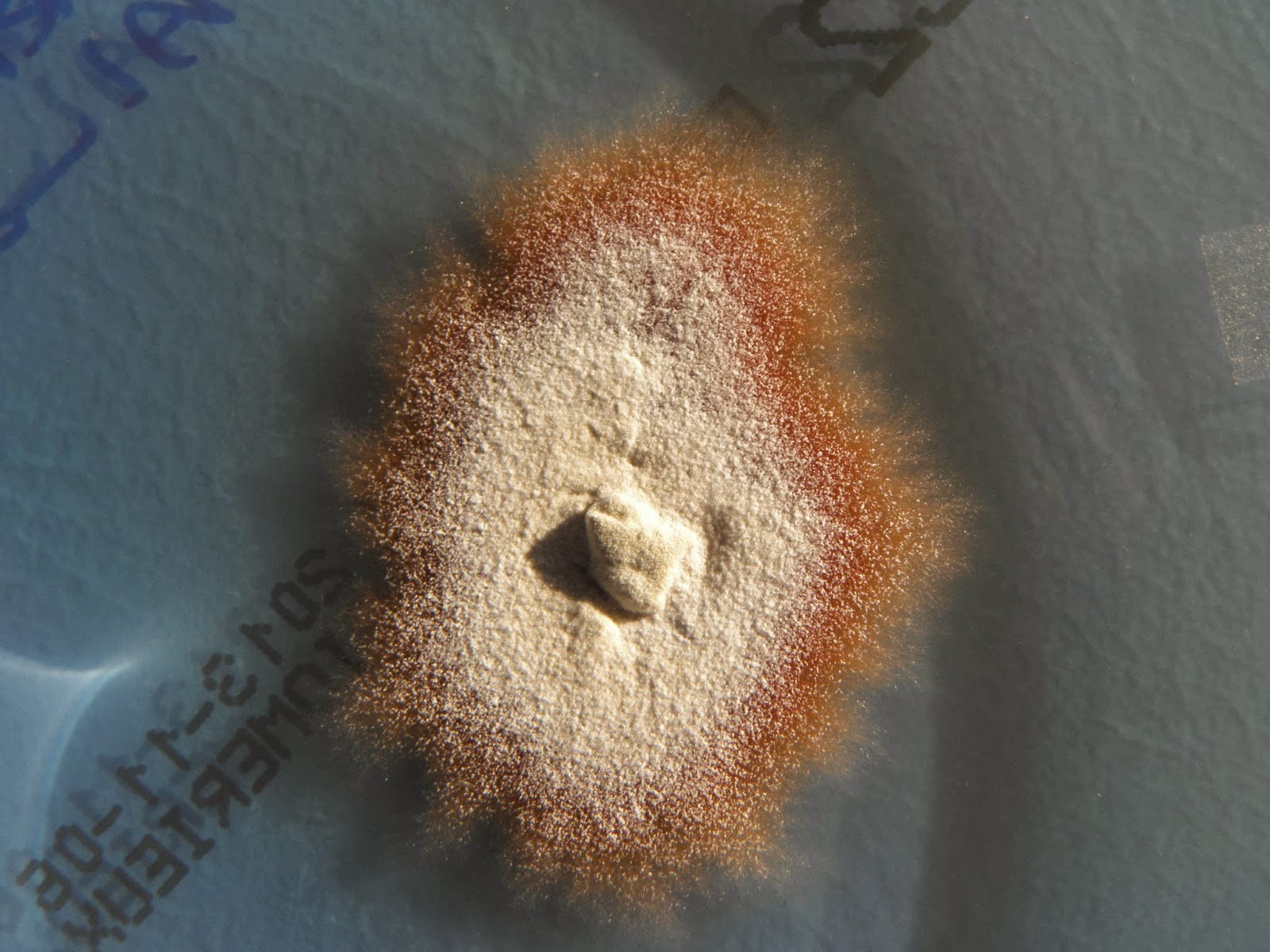 ATLAS MICOLOGIA: TRICHOPHYTON VERRUCOSUM