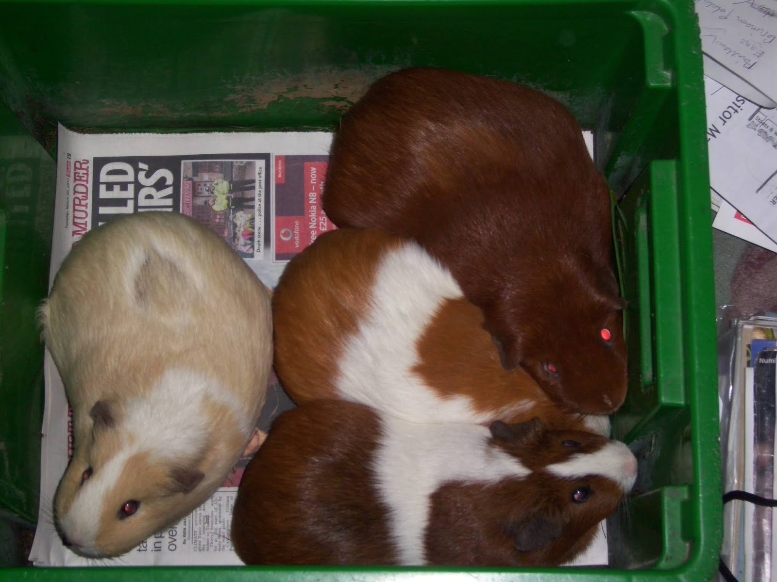 Undercover Guinea Pigs: A Piggy A - Z. G is for Guinea Pigs!
