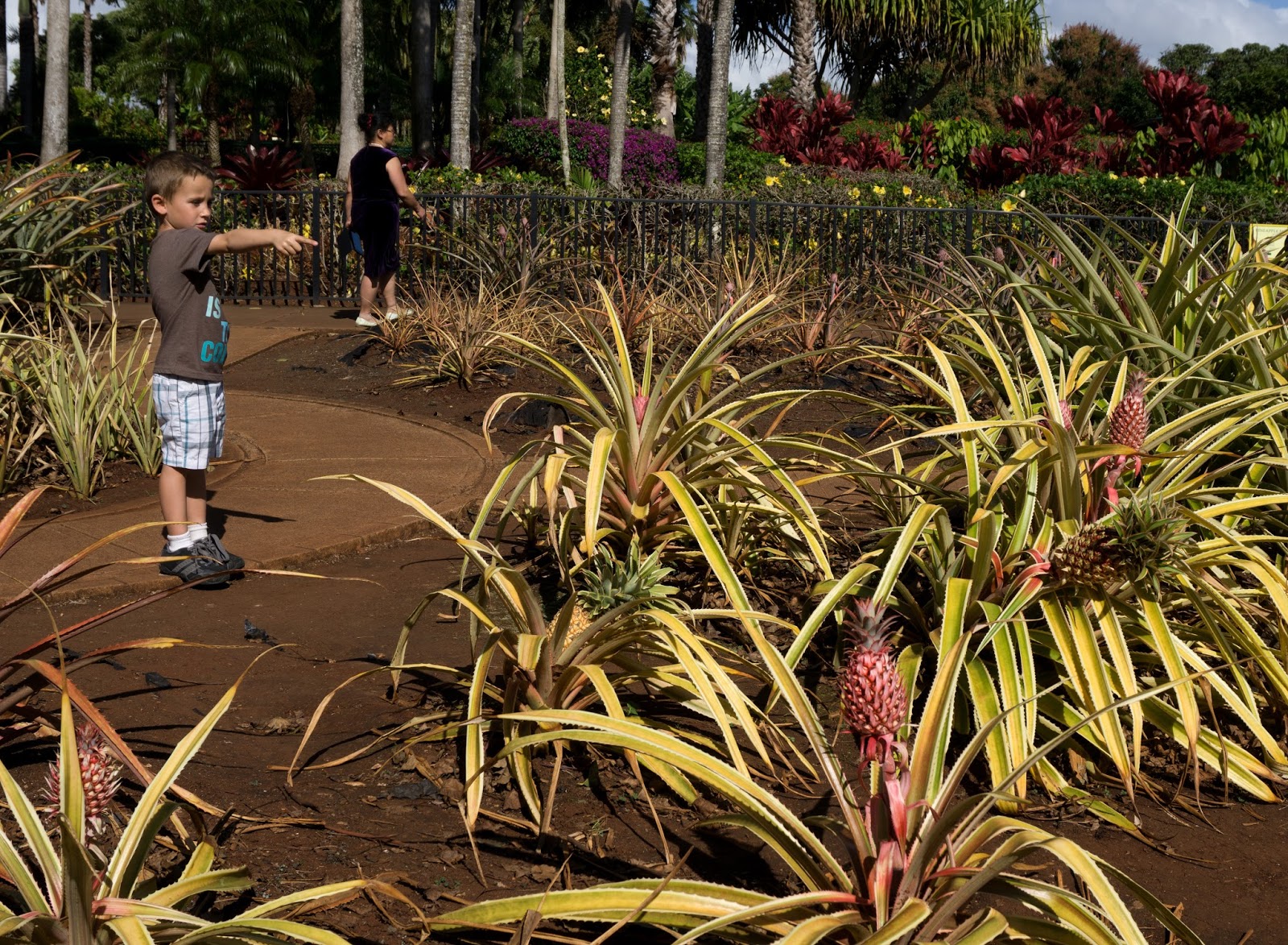 The Adventures of Asher & Journey: Dole Factory and admiring the ...