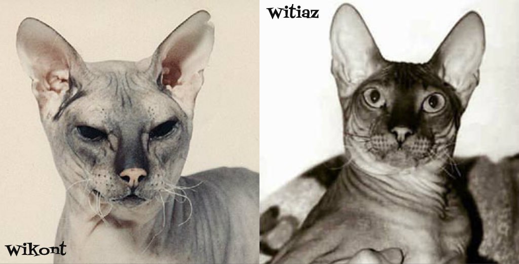 With love to Sphynx :): Donski Sfinks (Don Sphynx) - Historia