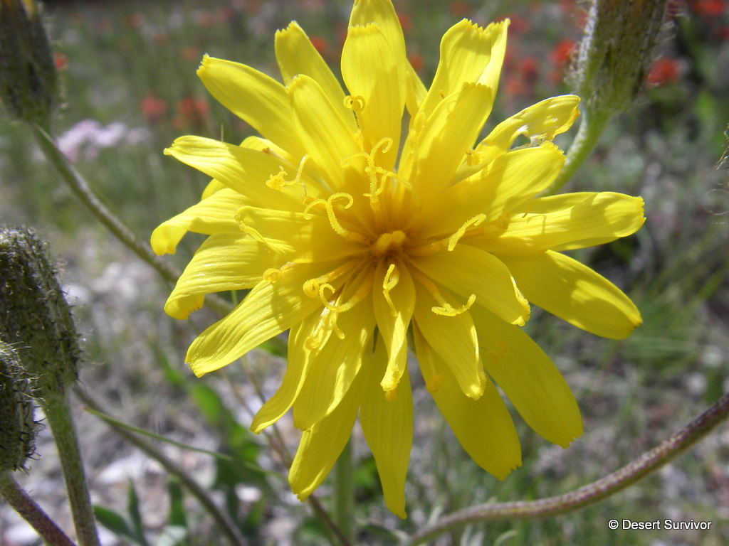 A Plant a Day: Modoc Hawksbead - Crepis modocensis