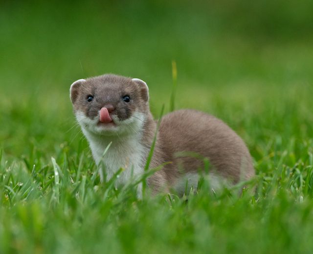 British Wildlife Centre ~ Keeper's Blog: Sybil the Stoat