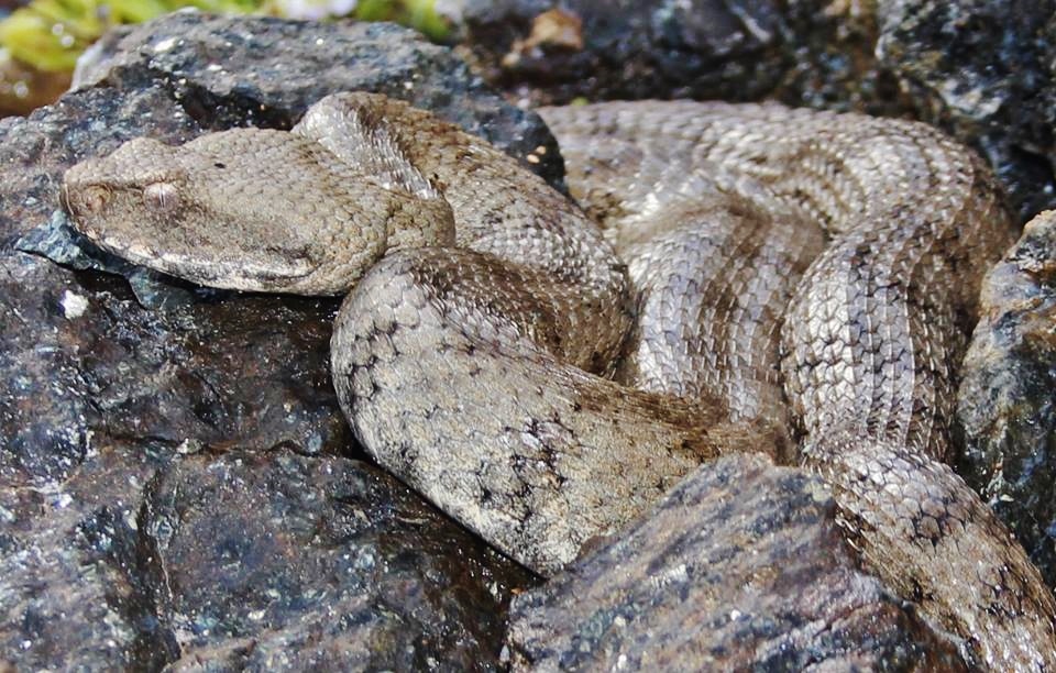 Cyprus Birding Tours And Wildlife Tours Around Cyprus: Six minutes ...