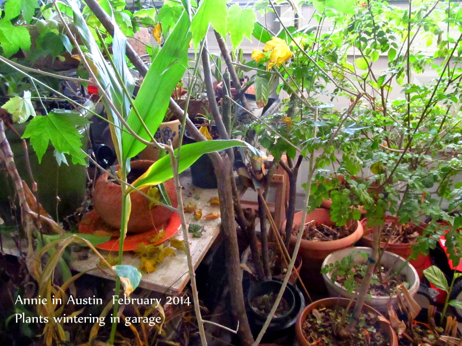 The Transplantable Rose: Clerodendrum incisa - the Musical Notes Plant