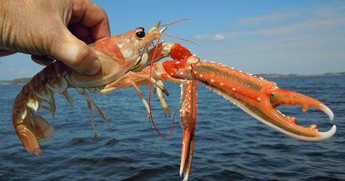 Behind the French Menu: Langoustine – The Dublin Bay Prawn, Scampi or ...