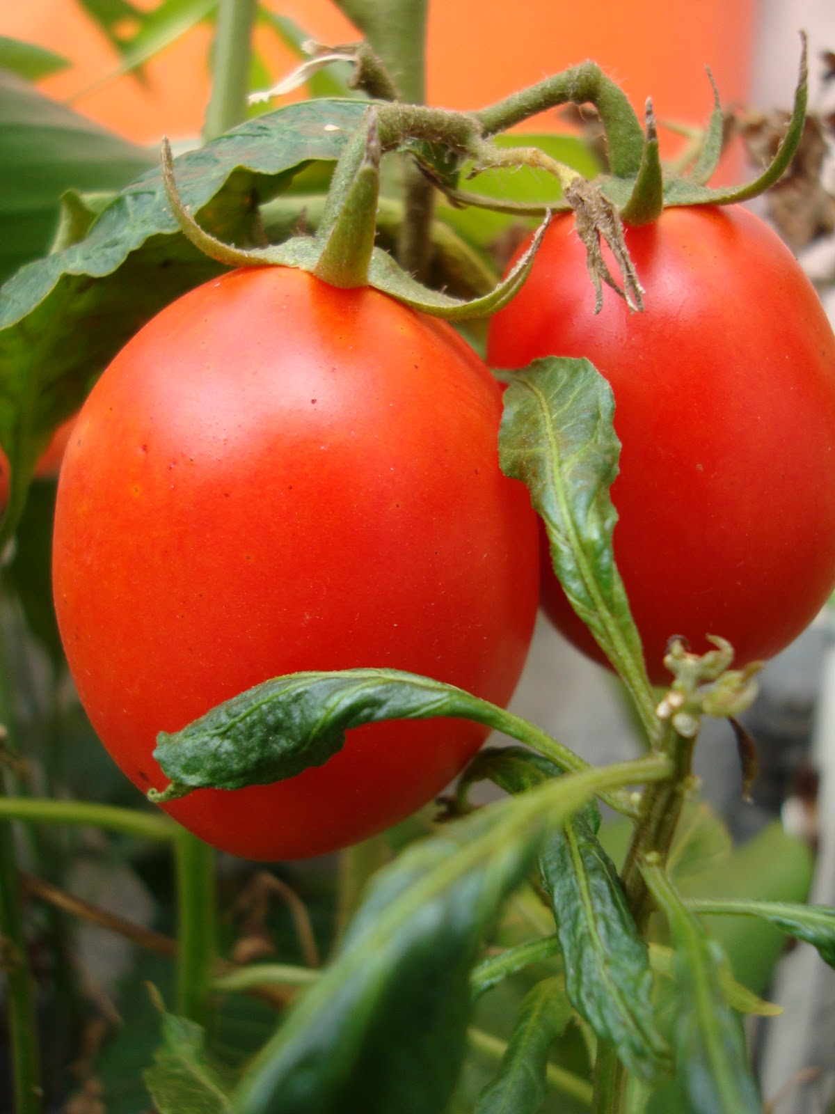 Herbal Holistik Murah Hati: TOMAT dan SERANGAN JANTUNG