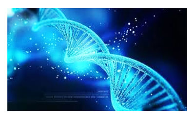 Macam - Macam Mutasi Gen Sifat Peristiwa Mutasi dan Faktor Mutasi Gen ...