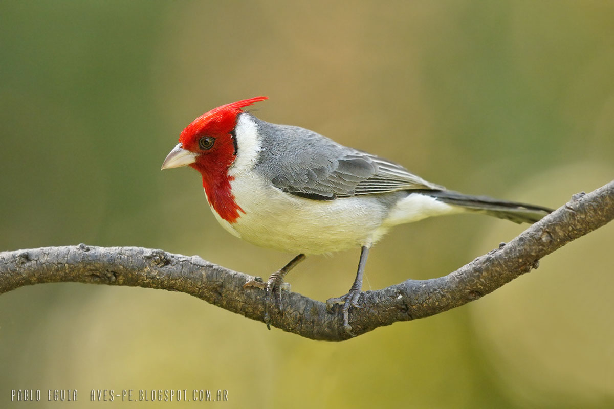 mis fotos de aves: Paroaria coronata Cardenal Copete Rojo Red-crested ...