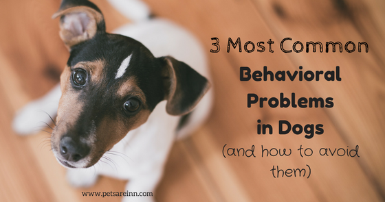 The 3 Most Common Behavioral Problems Dogs Have (And How to Avoid Them)