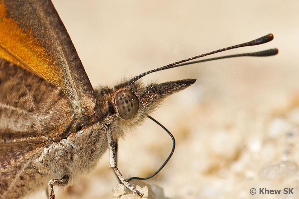 Butterflies of Singapore: The Butterfly Labial Palps