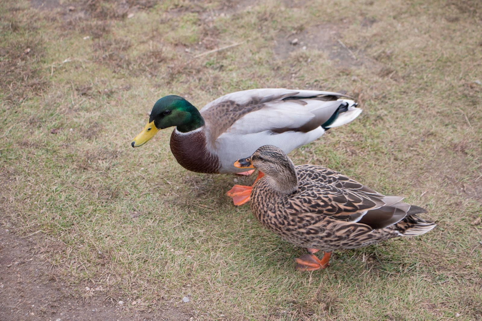 A Breath of Nature: A Few Friendly Ducks