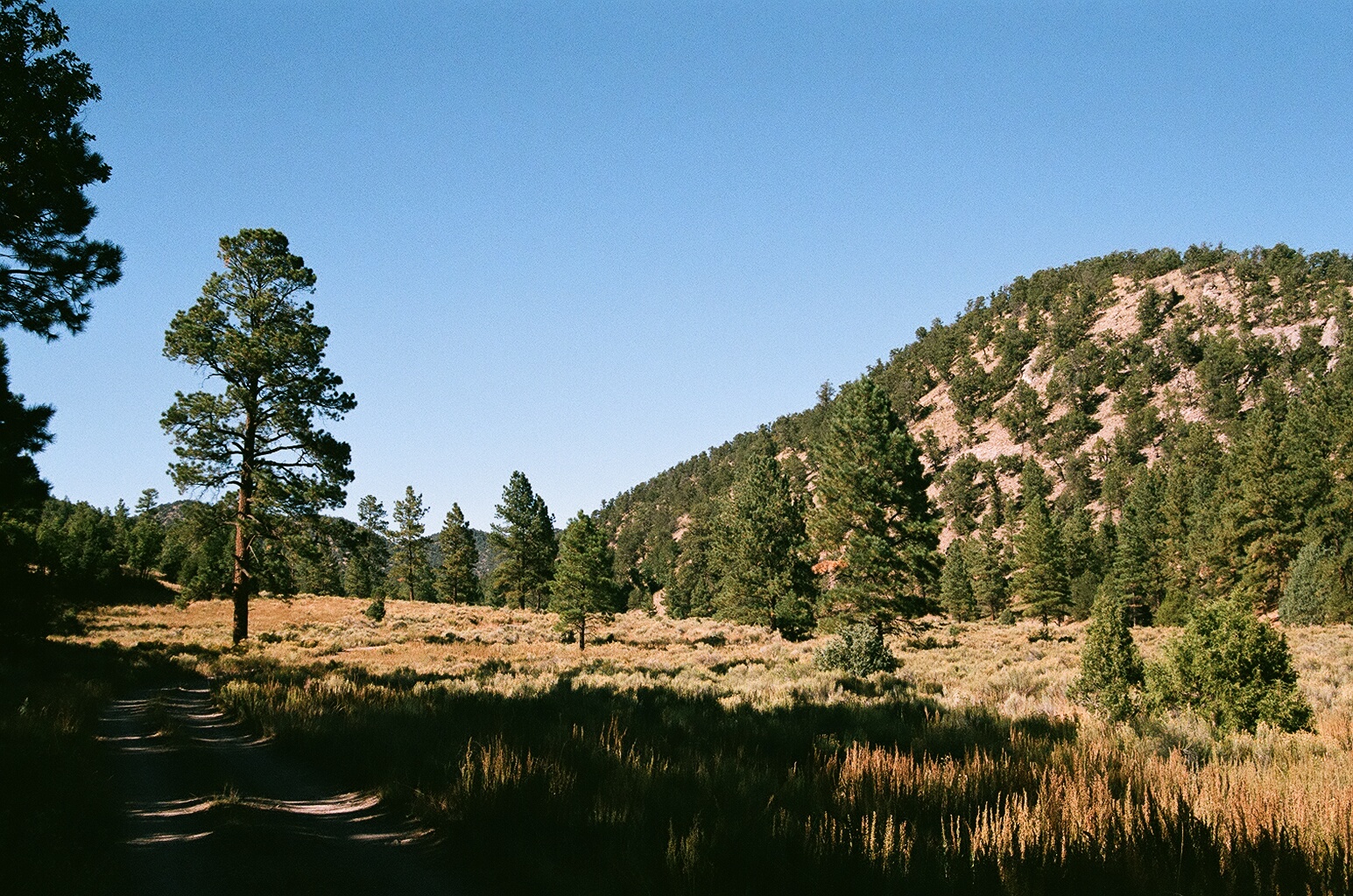 Southern New Mexico Explorer: Datil Mountains - Cibola National Forest
