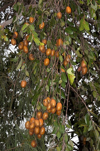 healthy foods and fruits : Parinari curatellifolia