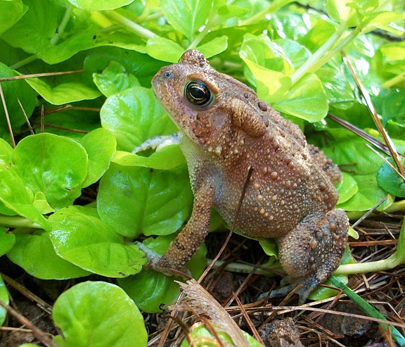 Forsythia Hill Finds: Garden Oddities