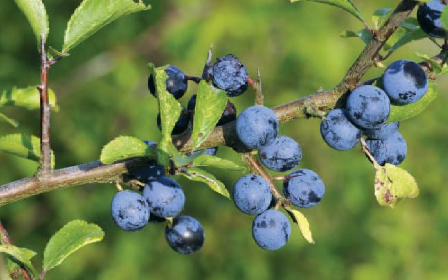 Monya`s ... !!!: Dulceata de porumbele