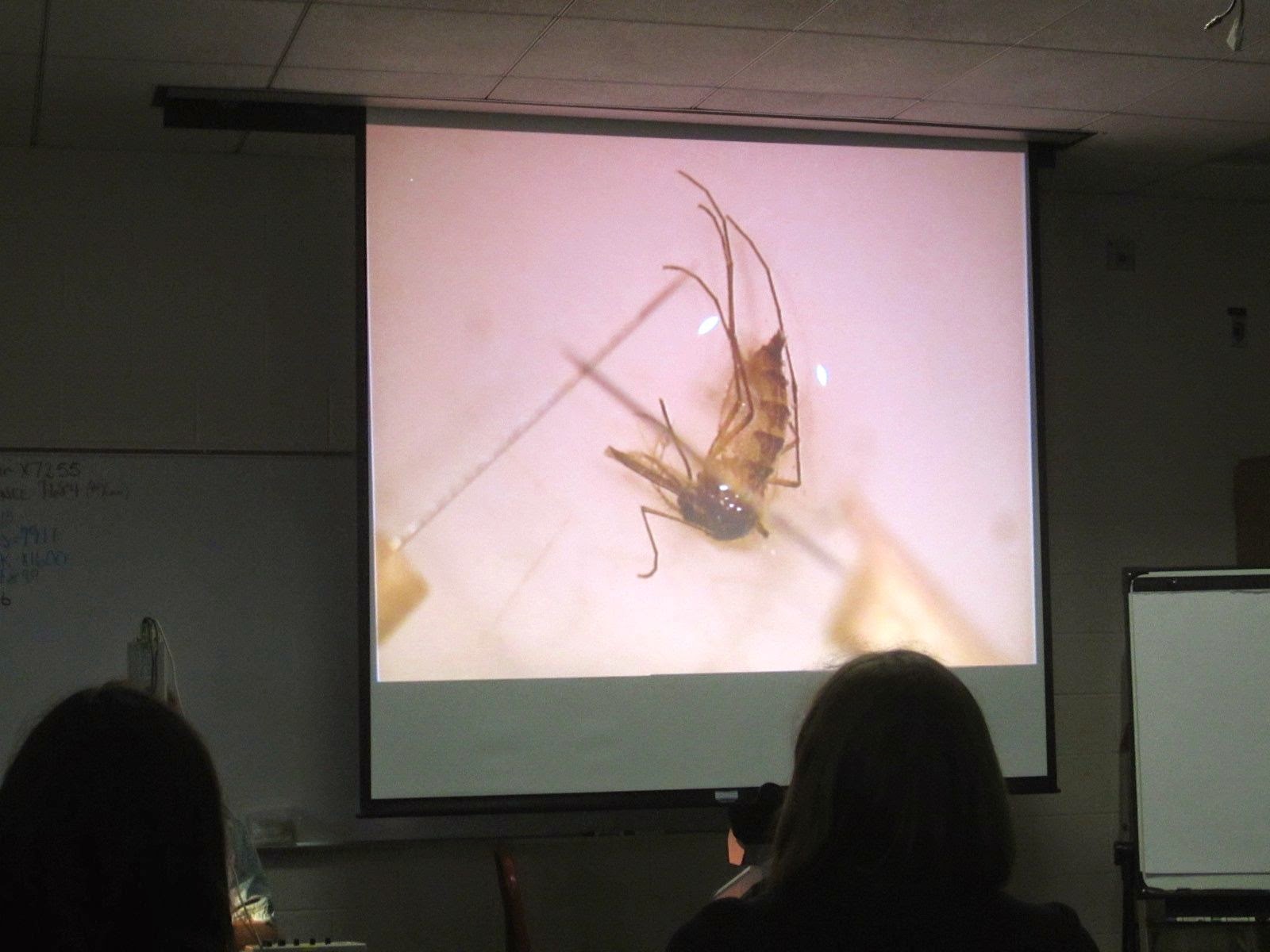 Songbirds & Parasites : 2014