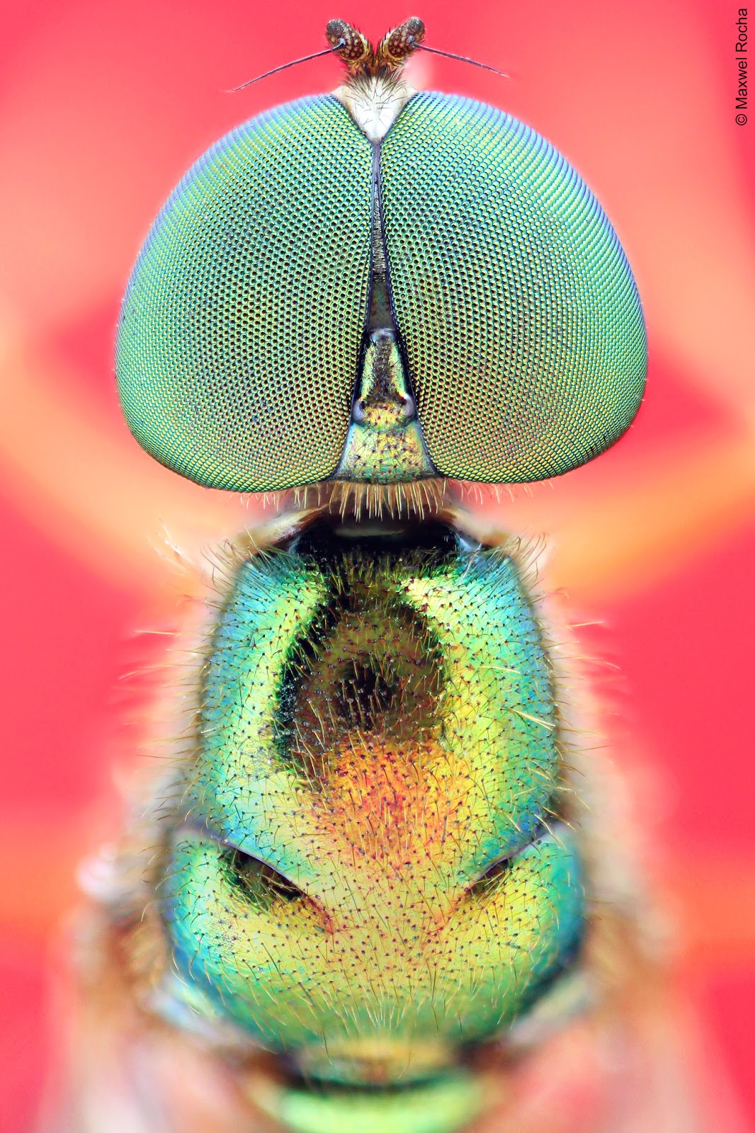 Macrofotografia por Maxwel Rocha: Empilhamento de Foco (Focus Stacking)