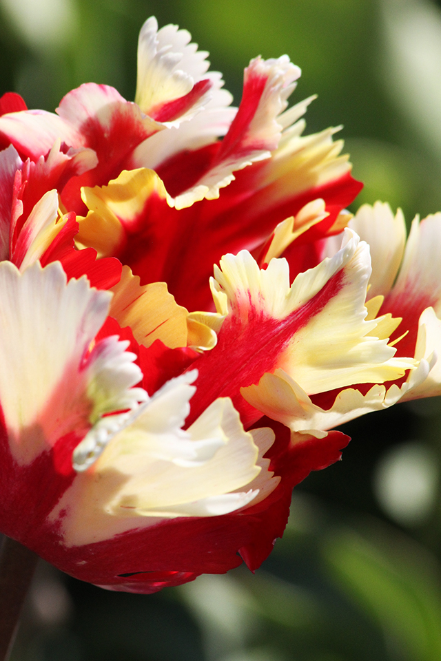alisaburke: a morning at the tulip fields