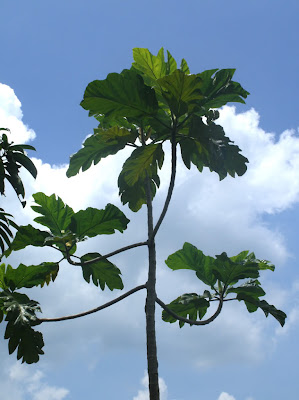 ANTIPOLO CITY, RIZAL: Punong Tipulo