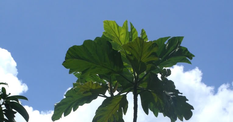 ANTIPOLO CITY, RIZAL: Punong Tipulo