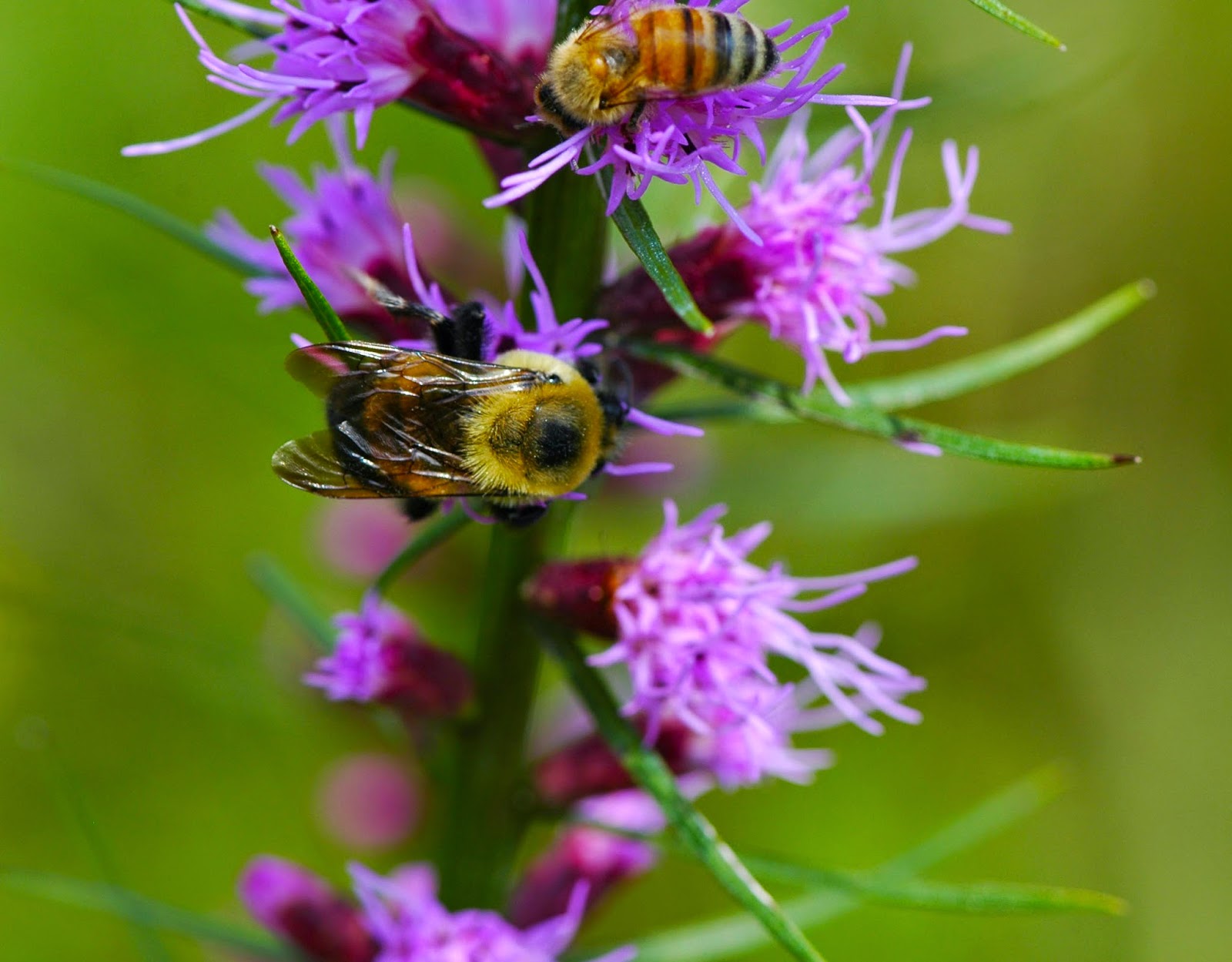 Field Biology in Southeastern Ohio: A Prairie Insect Walk