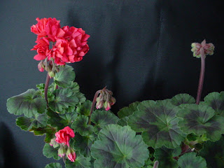 Canadian Geraniums: 'Black Knight' & Gardening Stress