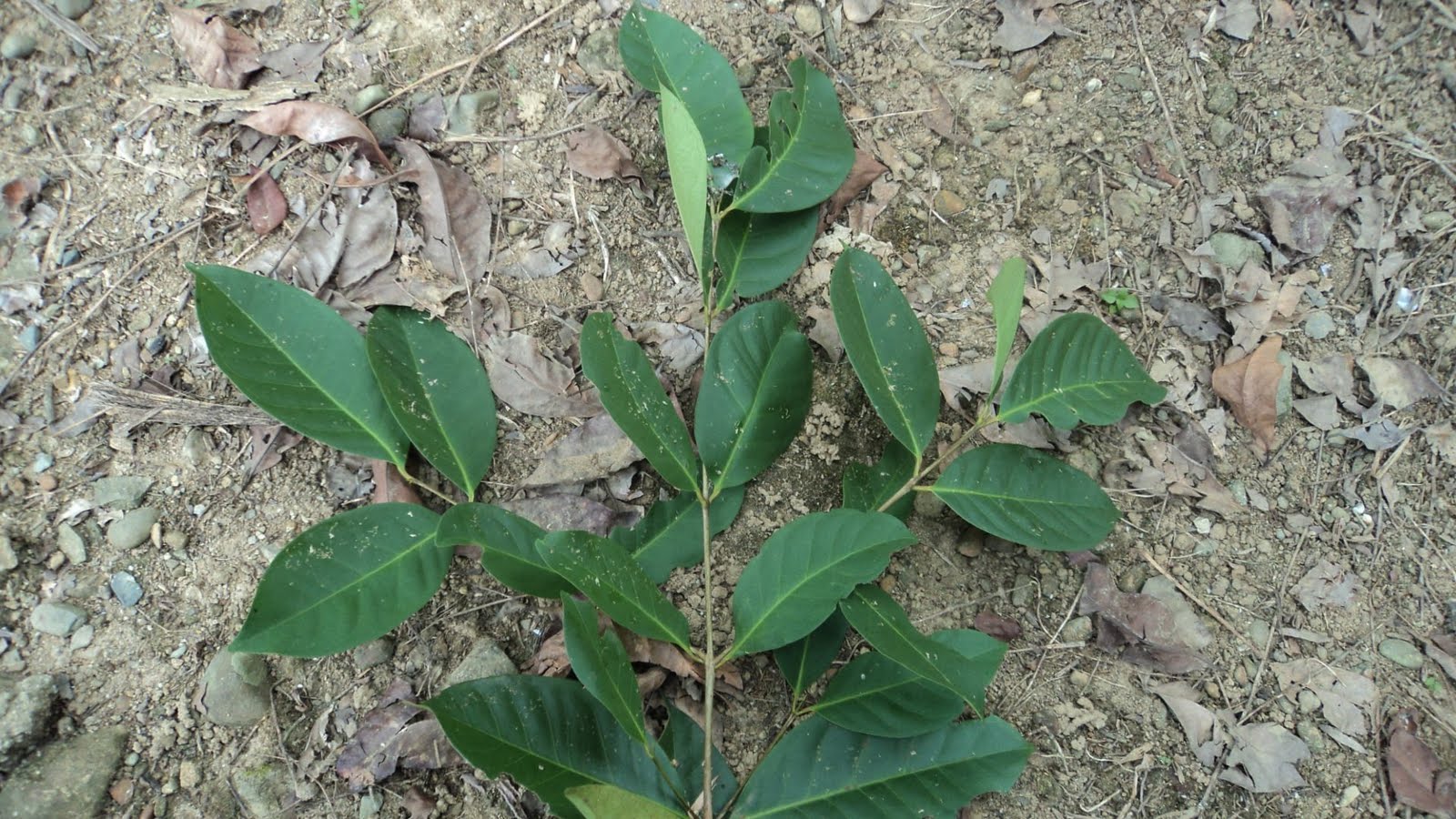 Othman Sudin & Jah Ismail: Kutacane Day 4 - 26/7/2011