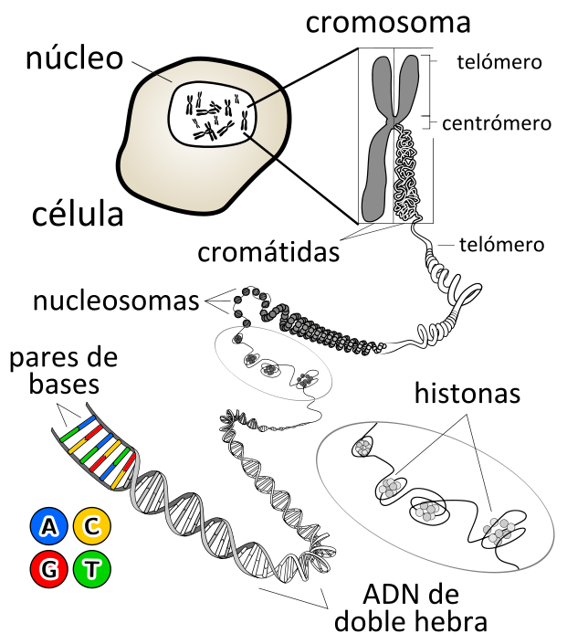 ADN, genes, cromosomas y alelos ~ Bioikosalas