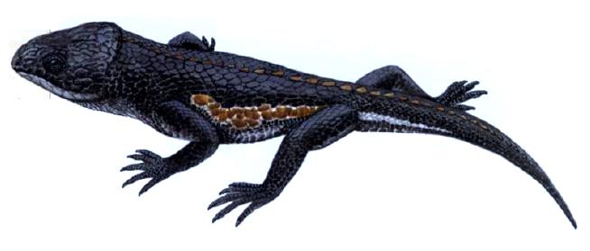 Blog de la Vida Prehistórica: Captorhinus