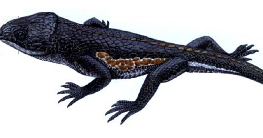 Blog de la Vida Prehistórica: Captorhinus