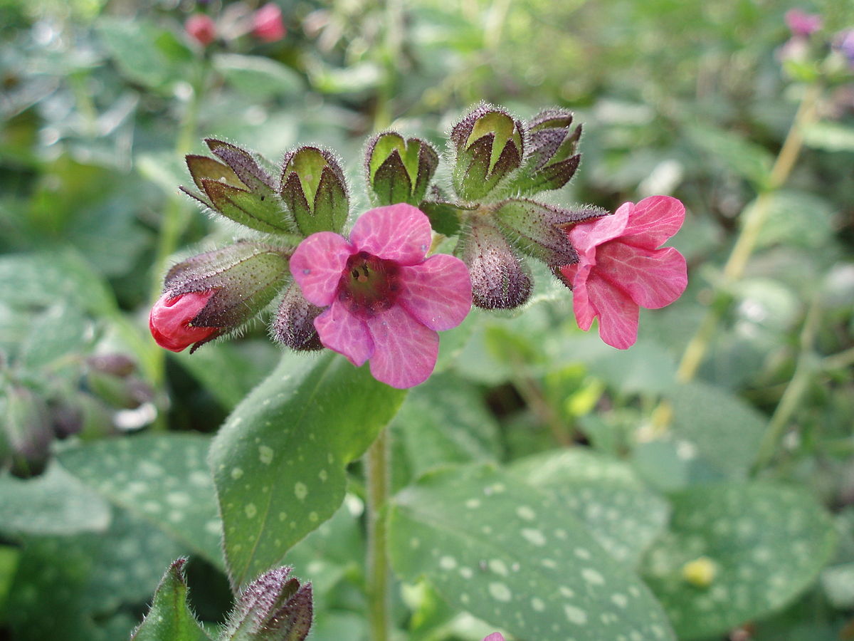 Pulmonaria officinalis - Planta Medicinal