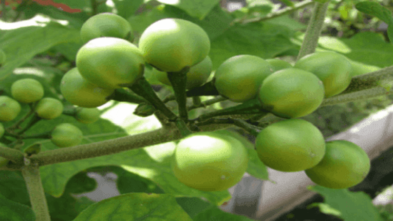 Manfaat buah rimbang/cepokak untuk kesehatan mata (mengobati mata minus)