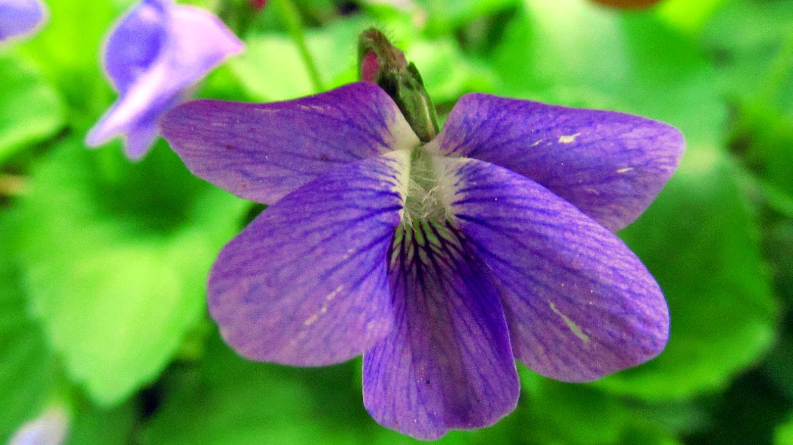 Wandering in Canada: Violets - Viola spp. - Violettes