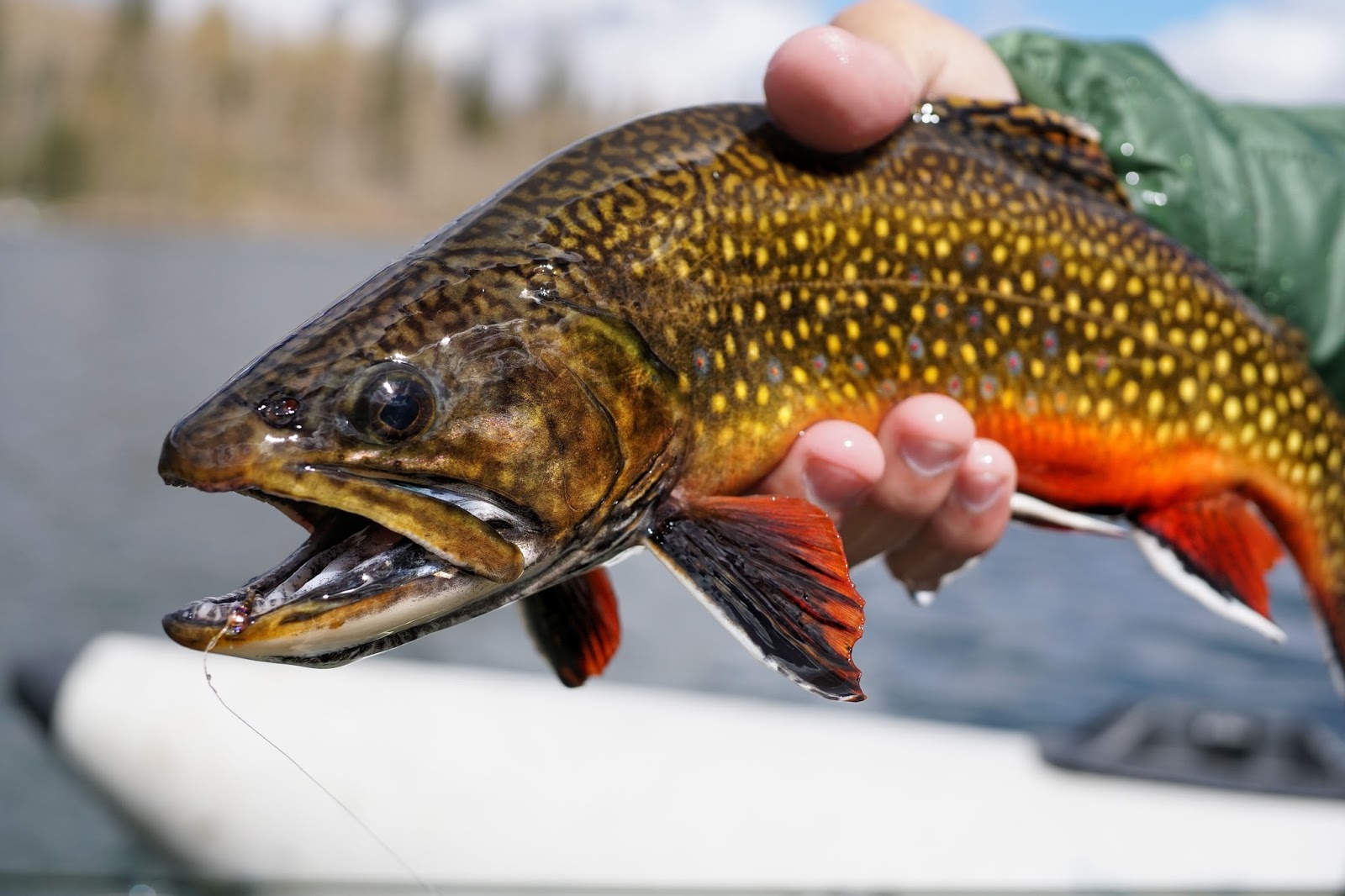 Callidrangus Callibaetis - Fly Fish Food
