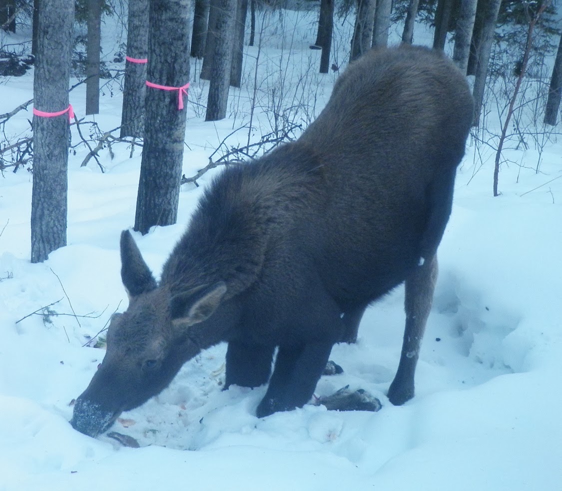 From the Silicon to the Tanana Valley: Adolescent moose at the compost pile