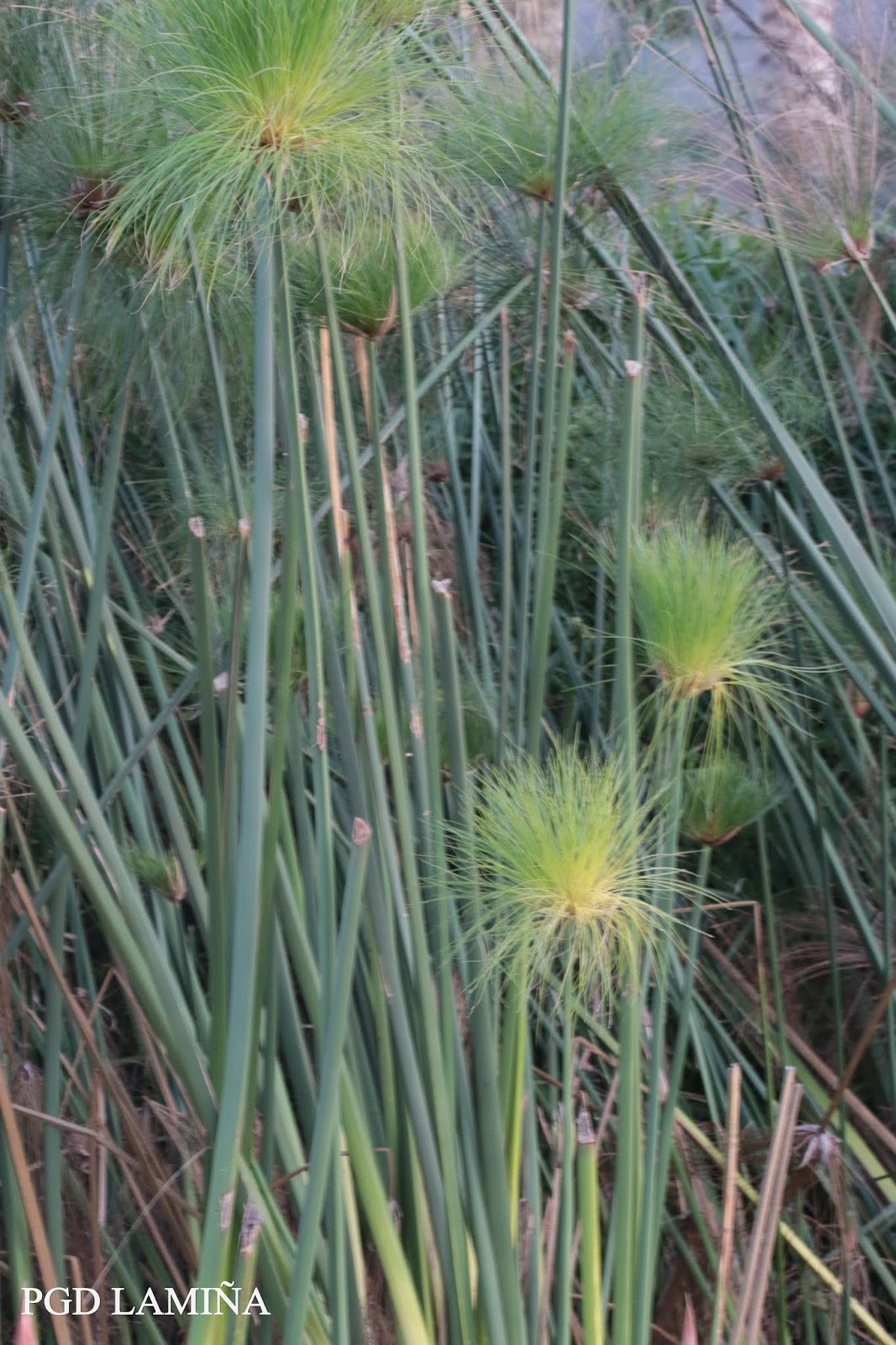 CYPERUS PAPYRUS, Cv. NANUS. papiro.