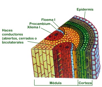 Biologia Dinámica : Tejidos Vegetales